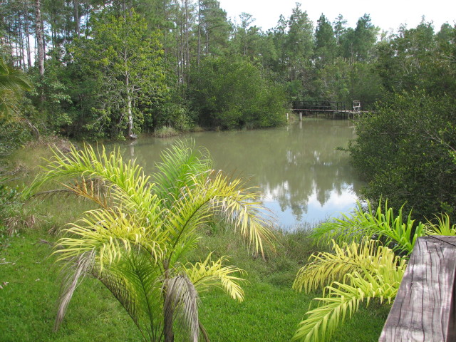 PhotoGallery Belize lowland pine forest habitats - A Birder's Guide to ...