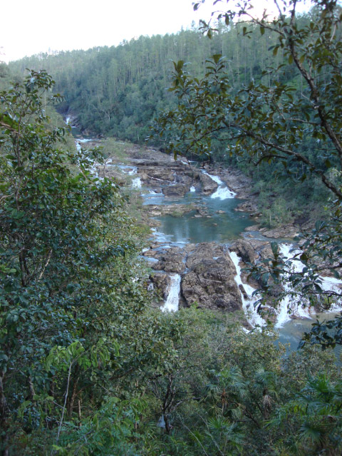 PhotoGallery Belize submontane broadleaf forest habitats - A Birder's ...