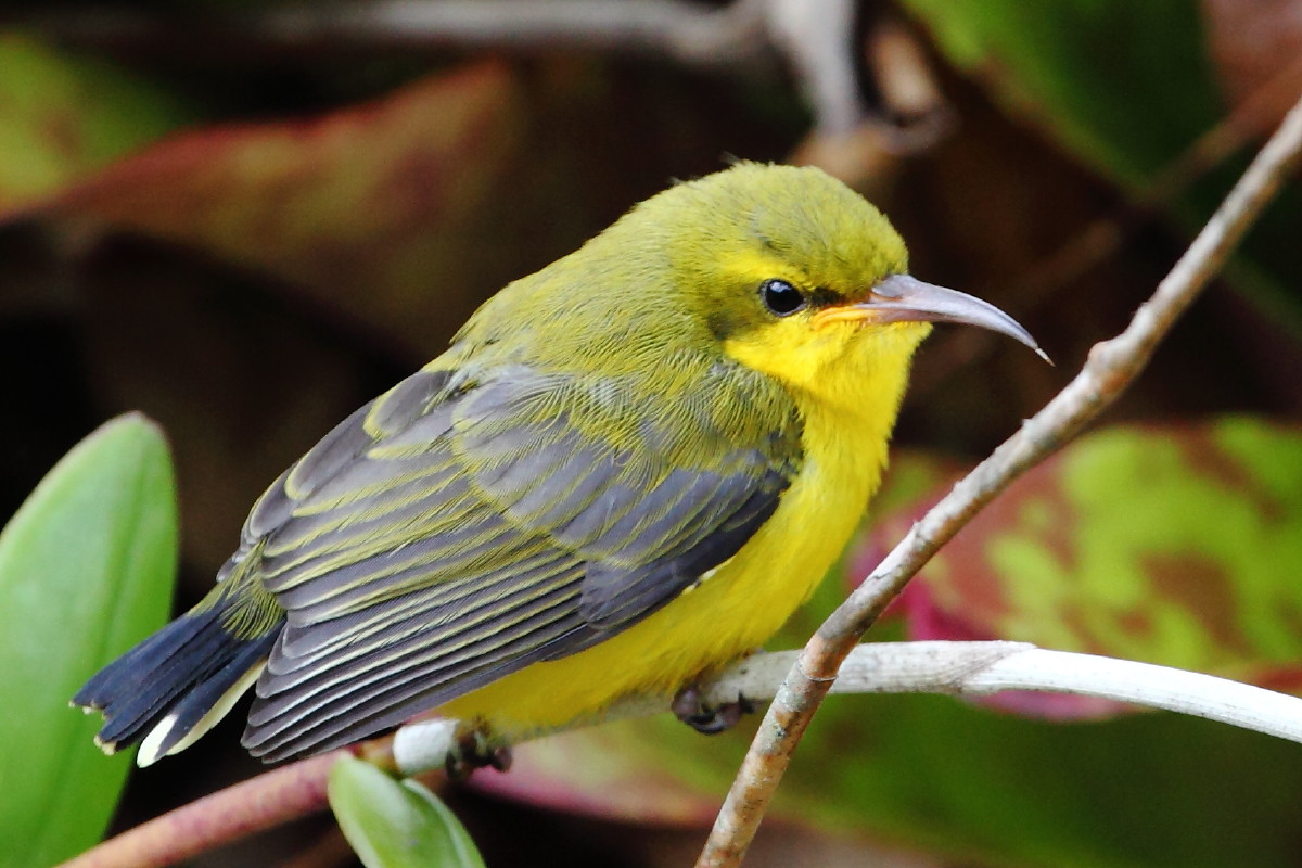 Australlia RV Caravan Birding & Nature Tour Description