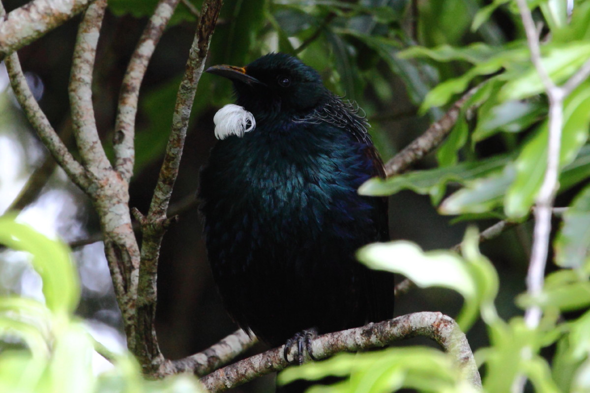 New Zealand RV Caravan Birding & Nature Tour Description