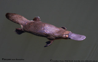 Australlia RV Caravan Birding & Nature Tour Description